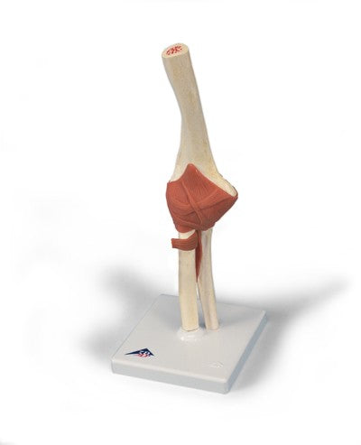 Deluxe Functional Elbow Joint Model - Phoenix Physio Supplies
