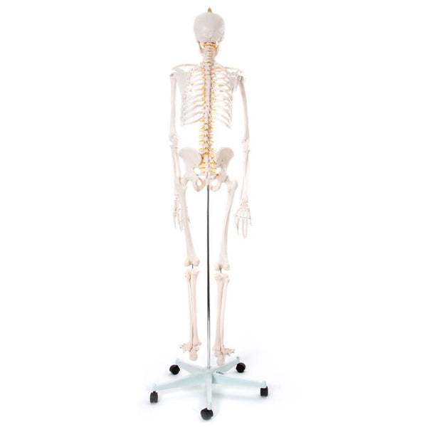 66fit Human Skeleton On Stand - 170cm - Phoenix Physio Supplies