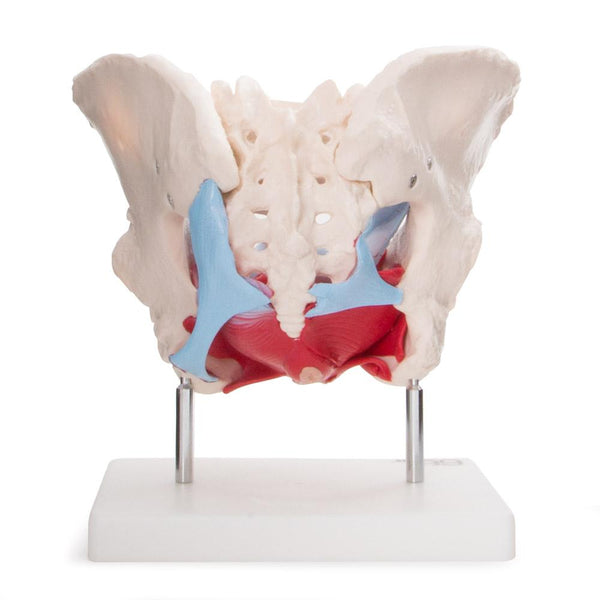 66fit Female Pelvic Muscles & Organ Anatomical Model - Phoenix Physio ...