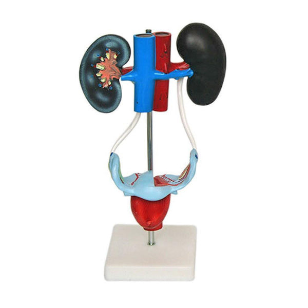 Anatomical Models - Phoenix Physio Supplies